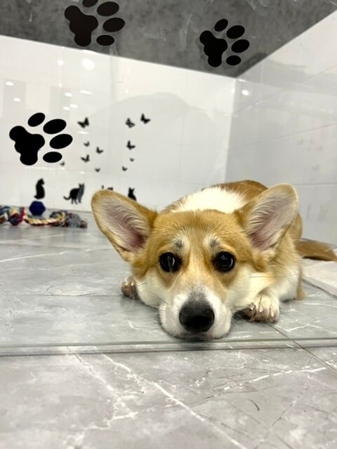 Pet otel PetHouse, Moskova ve Moskovskaya oblastı, foto