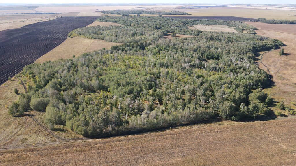 Orman Моховой лес, Orenburgskaya oblastı, foto