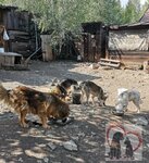 Приют для животных (Bazarnaya ulitsa No:5), hayvan barınakları, kulüpleri ve otelleri  Karabaş'tan