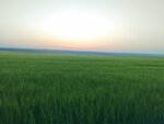 Ilinka, Apk (Tsentralnaya ulitsa No:39, selo Ilyinka), tarım firmaları  Orenburgskaya oblastından
