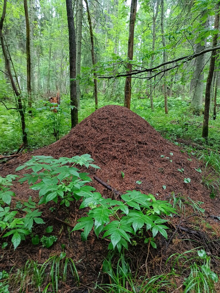 Kültür ve eğlence parkları Istok Bolshogo Ruchya Square, Petrozavodsk, foto