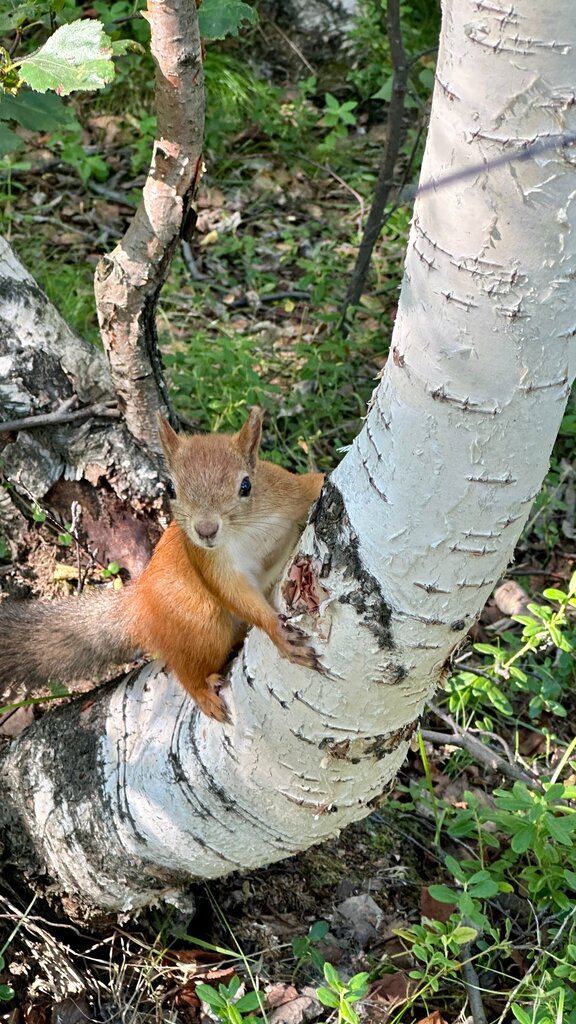 Dekorasyon ve süsleme, onur panosu Мечтатель, Monchegorsk, foto