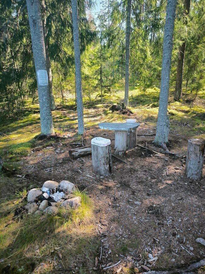 Piknik alanı Place for picnic, Saint‑Petersburg ve Leningradskaya oblastı, foto