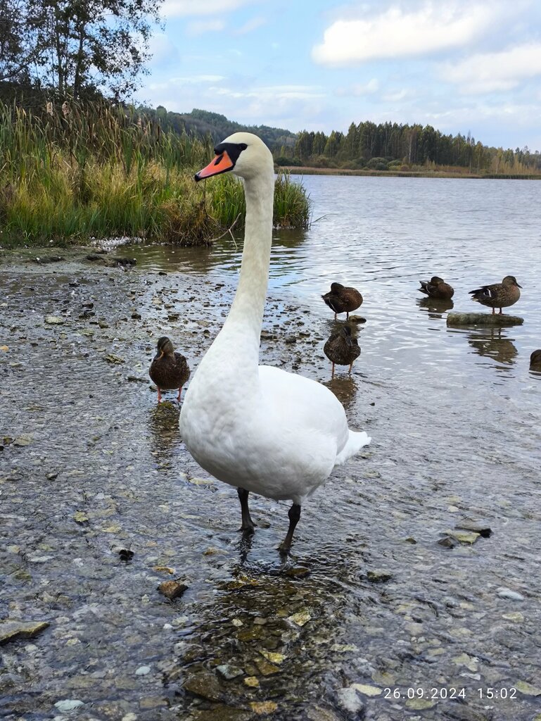 Seyir terası Смотровая площадка, Pskovskaya oblastı, foto