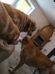 Happy Tails Hotel (Beren kóshesi No:11, Ońtústik-Shyǵys shaǵyn aýdany (oń jaǵy)), pet otel  Astana'dan