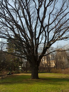 200-летний дуб Георга Франца Гофмана (Moscow, Botanical Garden of Lomonosov Moscow State University Lenin Mountains), doğa  Moskova'dan