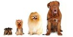 Ambulatorio Veterinario San Pietro (Strada Barazzetto Vandorno No:85, Biella), veteriner klinikleri  Biella'dan