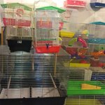 Brilli L'Angolo del Mercato - Toelettatura Alimenti ed Accessori Animali (Piazza del Mercato Centrale No:25, Florence), petshop  Floransa'dan