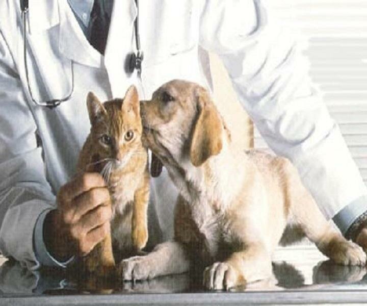 Veteriner klinikleri Ambulatorio Veterinario Dott. Alfonso Bisogno, Campania, foto