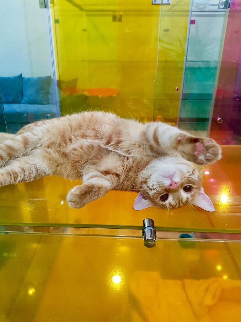 Pet otel Kotik City, Saint‑Petersburg, foto