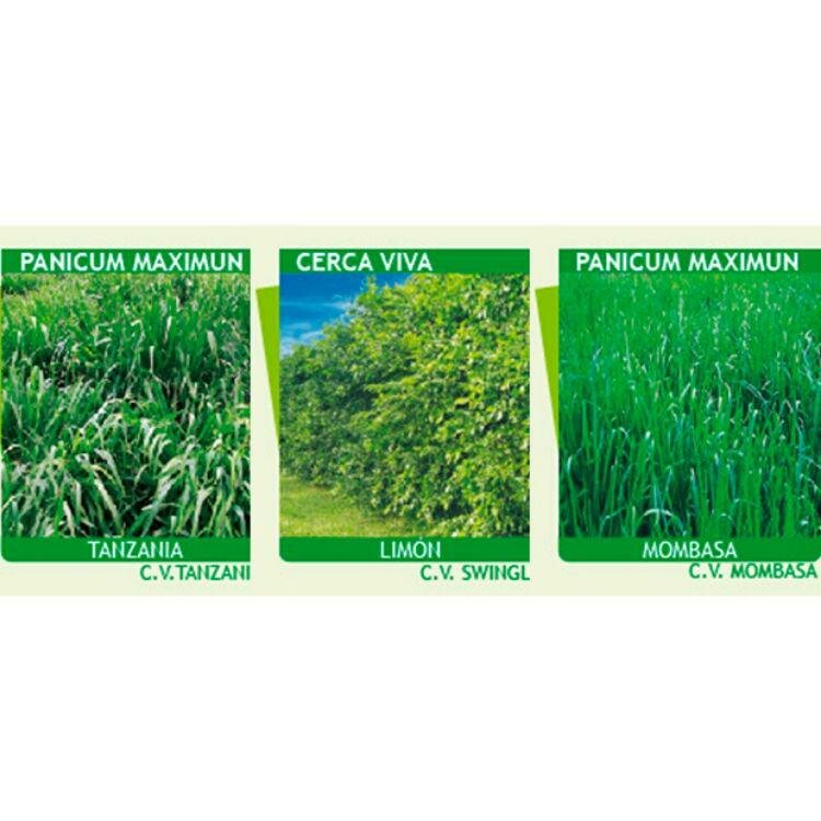 Tarım firmaları Semillas & Semillas, Medellin, foto