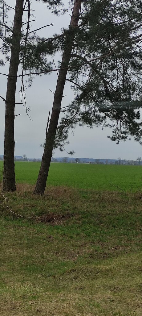 Hayvancılık Zapadny Selektsionno-Gibridny tsentr, Brestskaya oblastı, foto