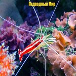 Подводный Мир (Solnechny bulvar No:10), akvaryumlar  Kaluga'dan