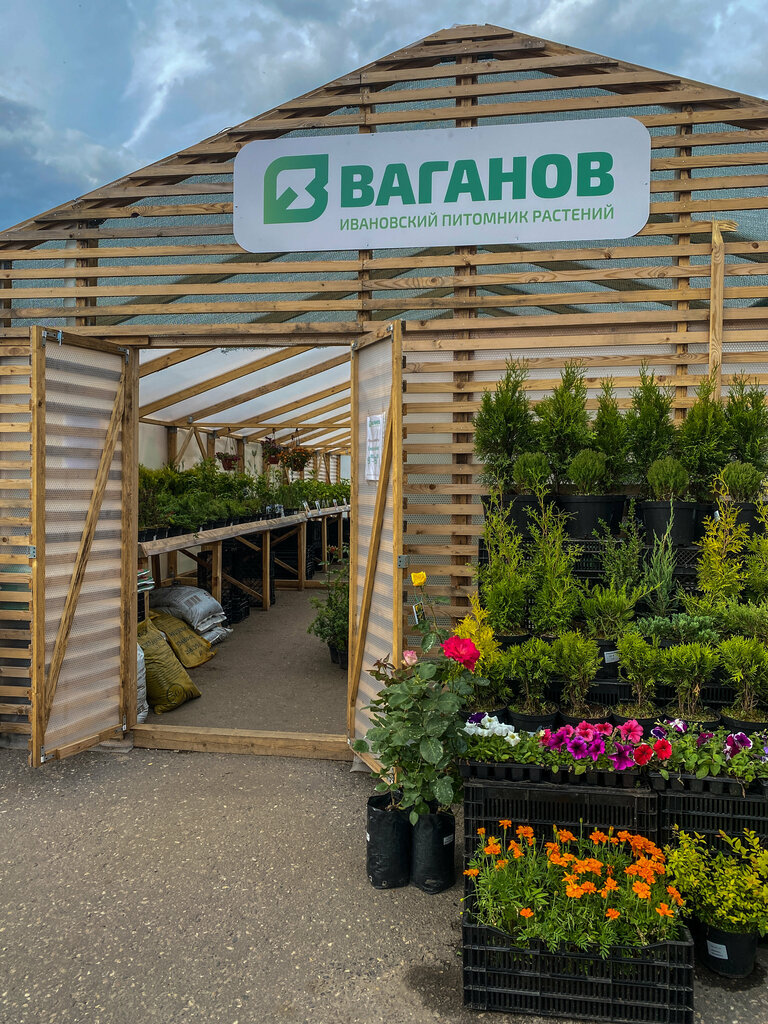 Fidan yetiştiriciliği Vaganov, İvanovo, foto