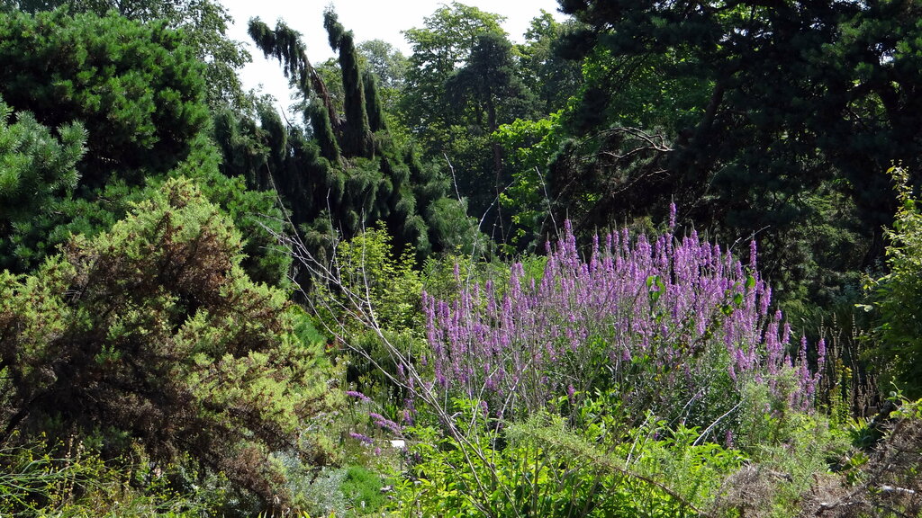 Kültür ve eğlence parkları Jardin Botanique, Cenova, foto
