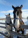 конный центр Эпона (Zelyonaya ulitsa No:1А, selo Ilyinka), hayvancılık