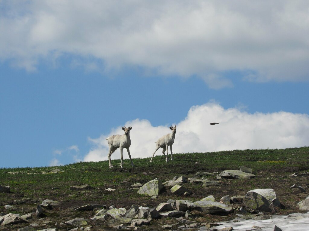 Dağ geçidi Перевал Караташ, Hakasya, foto