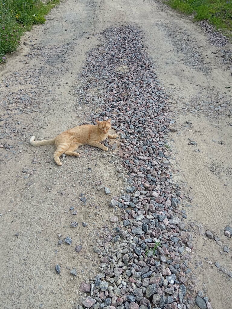 Turistik yerler Сторожевая гора, зона отдыха, Saint‑Petersburg ve Leningradskaya oblastı, foto