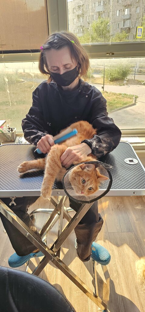 Evcil hayvan kuaförleri День груминга, Volgograd, foto