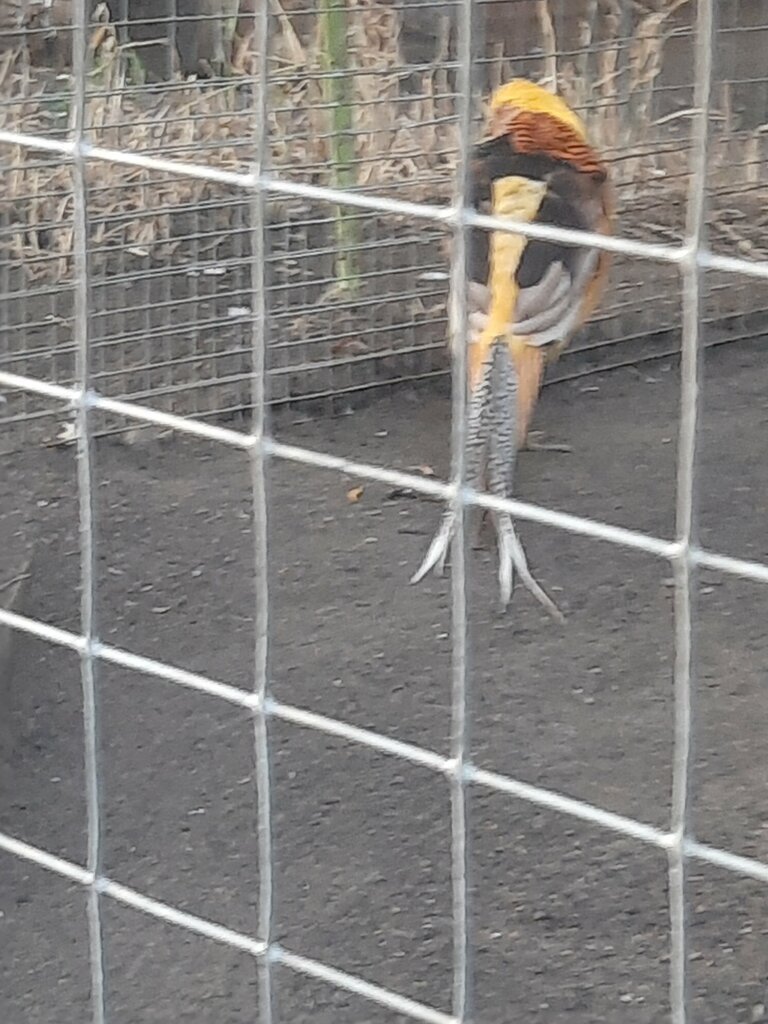 Kantin, yemekhane Столовая, Lipetsk, foto