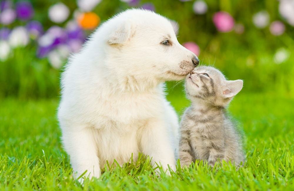 Veteriner klinikleri Silver, Moskova, foto