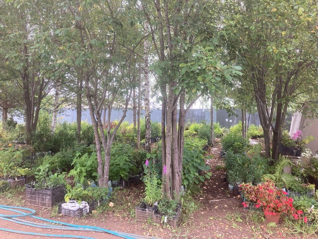 Fidan yetiştiriciliği Цветочная поляна, Permski krayı, foto