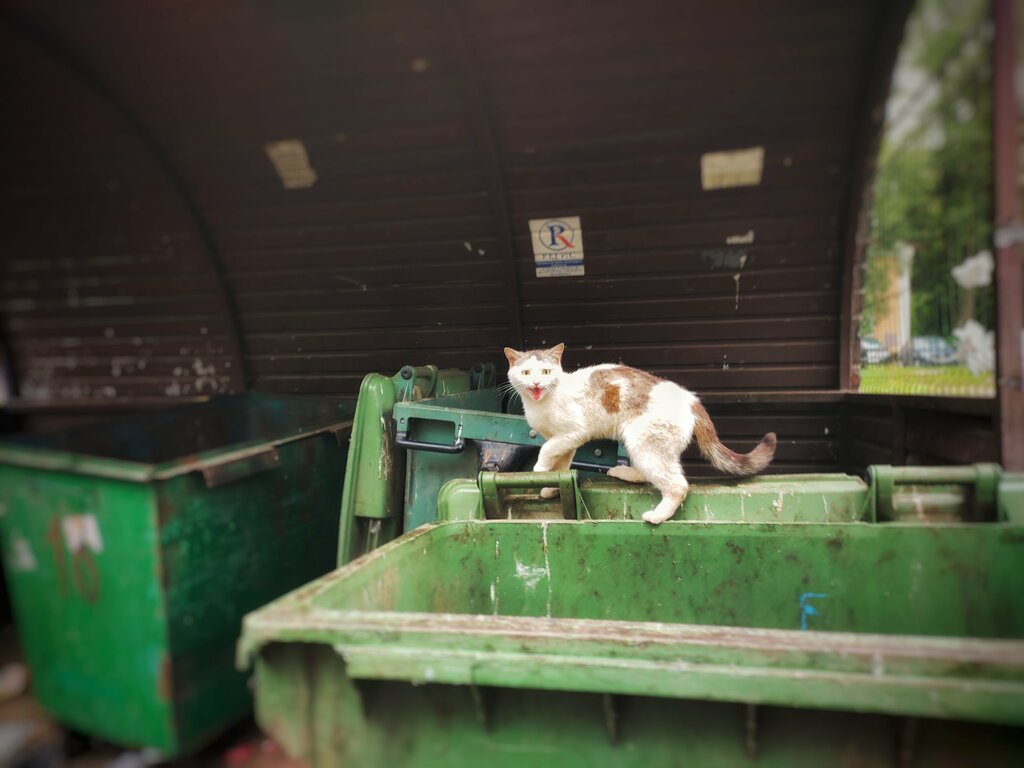 Çöp alanları Trash and garbage disposal area, Velikiy Novgorod, foto
