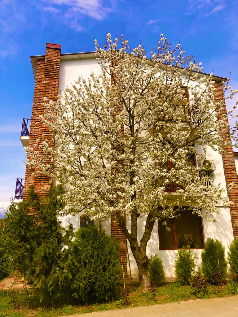 Otel Shaloshvili's Cellar Hotel, , foto