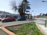 Rompetrol (300 Aragvelis aghmarti No:37), benzin istasyonu  Tiflis'ten