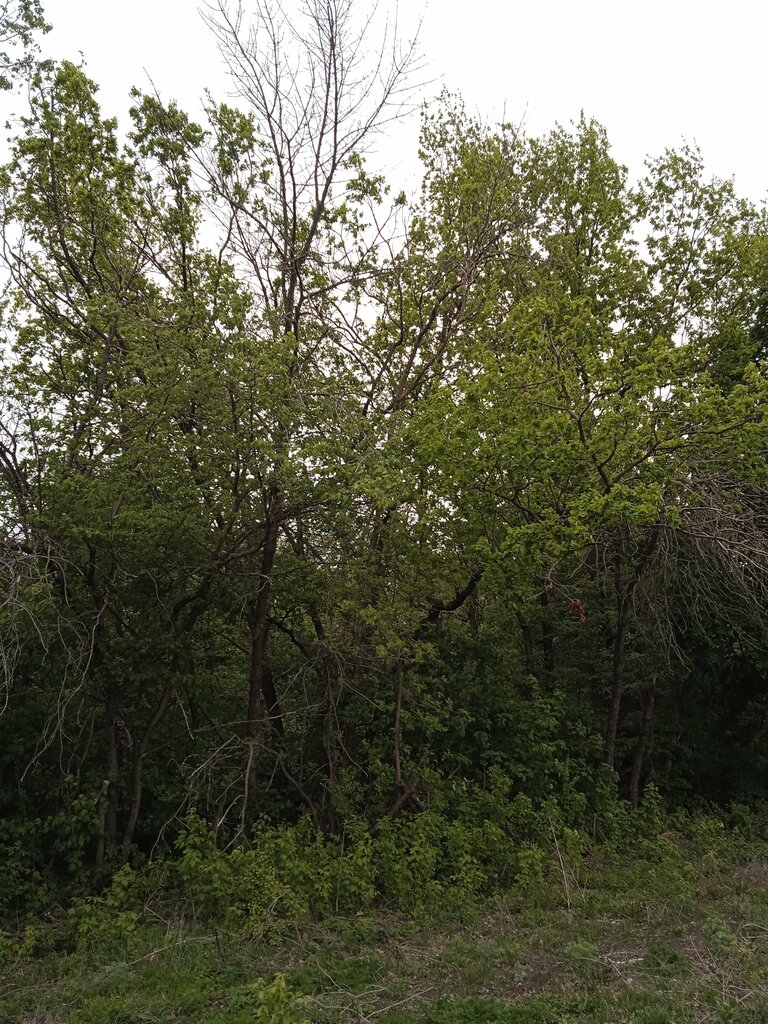 Orman урочище Калюжное, Voronejskaya oblastı, foto