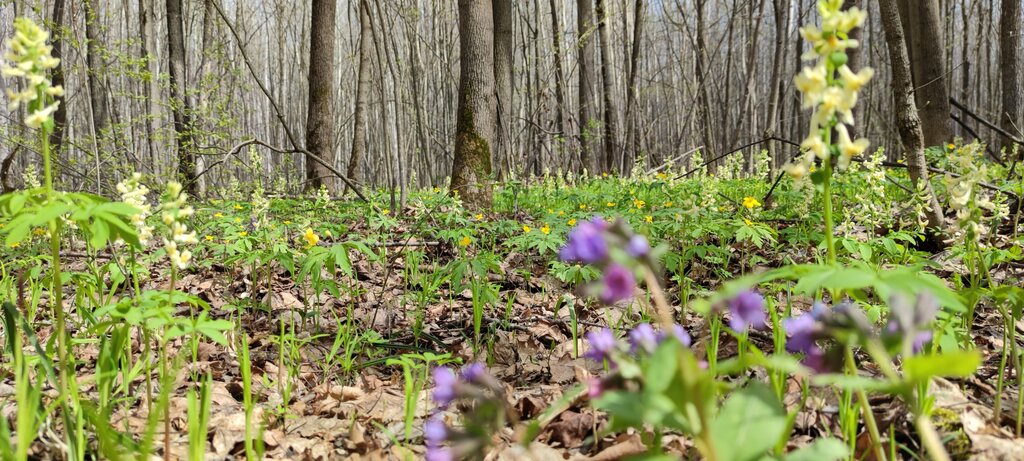 Orman Мордово-Шадымский лес, Mordovya, foto