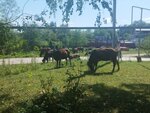 Закусочная (ulitsa Mira No:112Ж, stanitsa Gubskaya), kantin, yemekhane  Krasnodarski krayından
