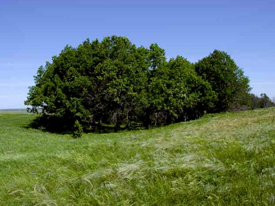 Orman Ивановские дубовые колки, Orenburgskaya oblastı, foto