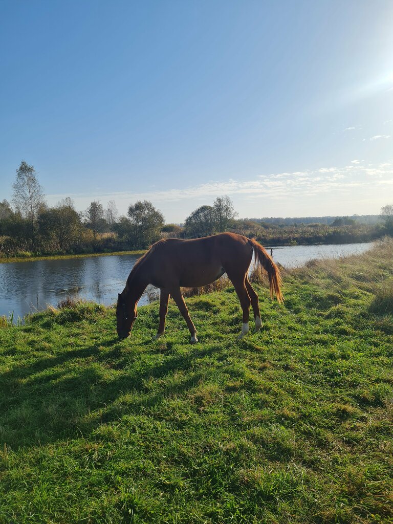 At ve binicilik kulüpleri Ideal, Smolenskaya oblastı, foto