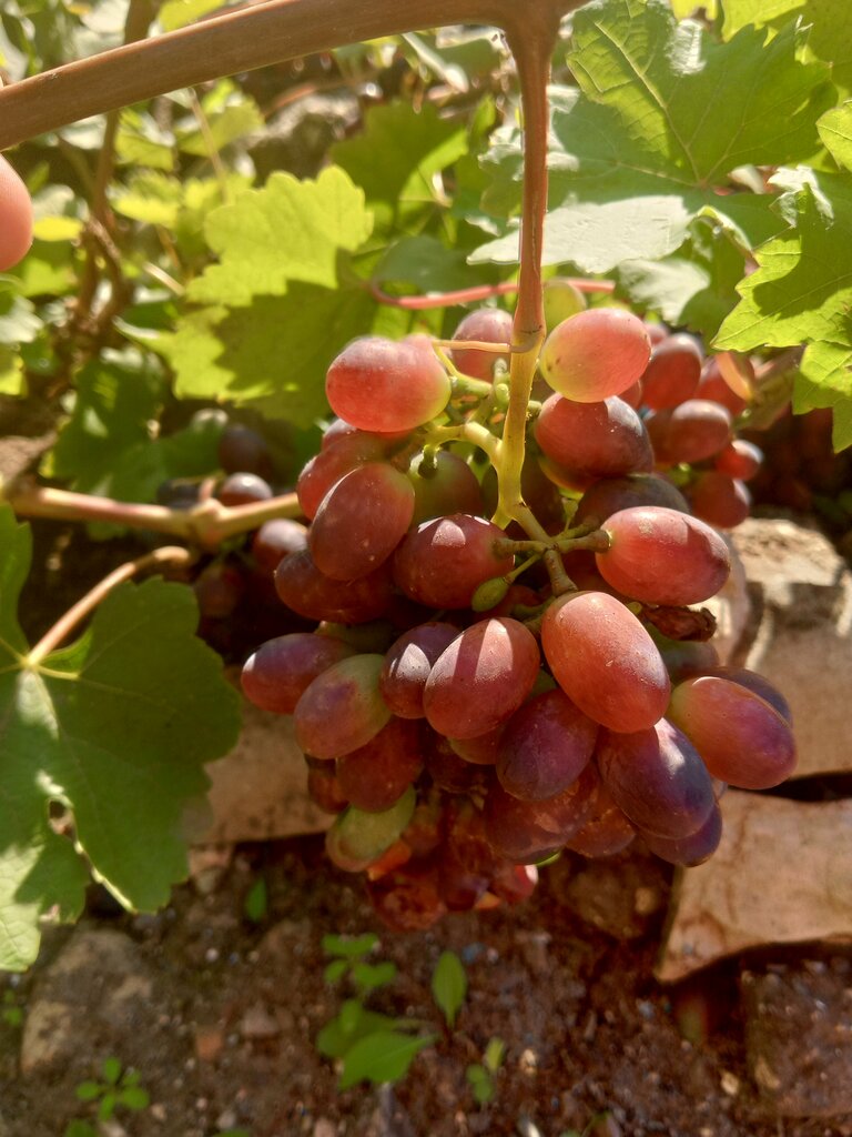 Market Рафаела, Çapayevsk, foto