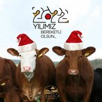 Çamlıca Çiftliği (Aydın, Efeler, Çeştepe Mah.), hayvancılık  Efeler'den