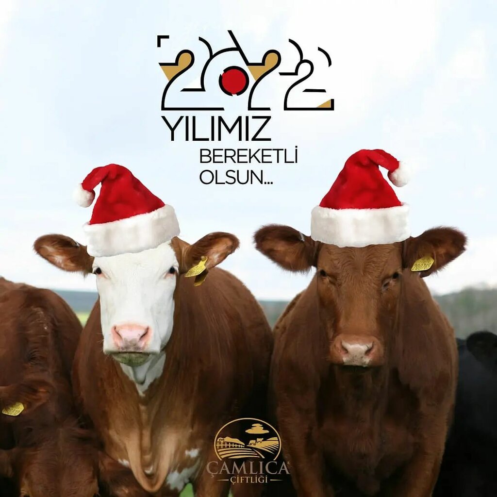 Hayvancılık Çamlıca Çiftliği, Efeler, foto