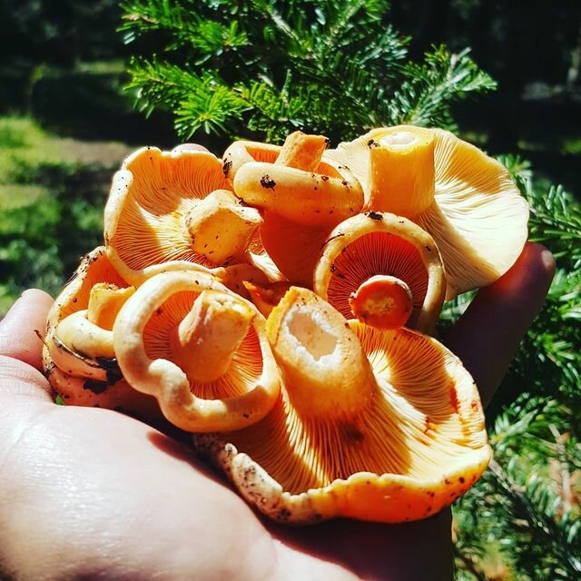 Kafe Mengenli Lezzet Sofrası, İstanbul, foto