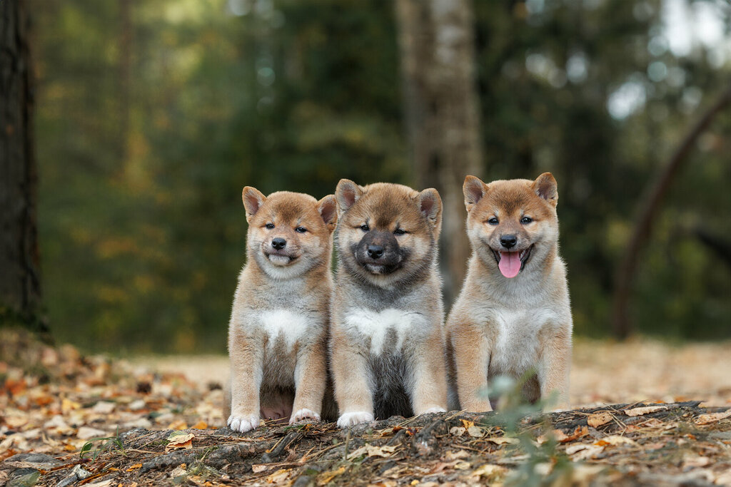 Evcil hayvan yetiştiricileri Shiba-inu, Moskova ve Moskovskaya oblastı, foto