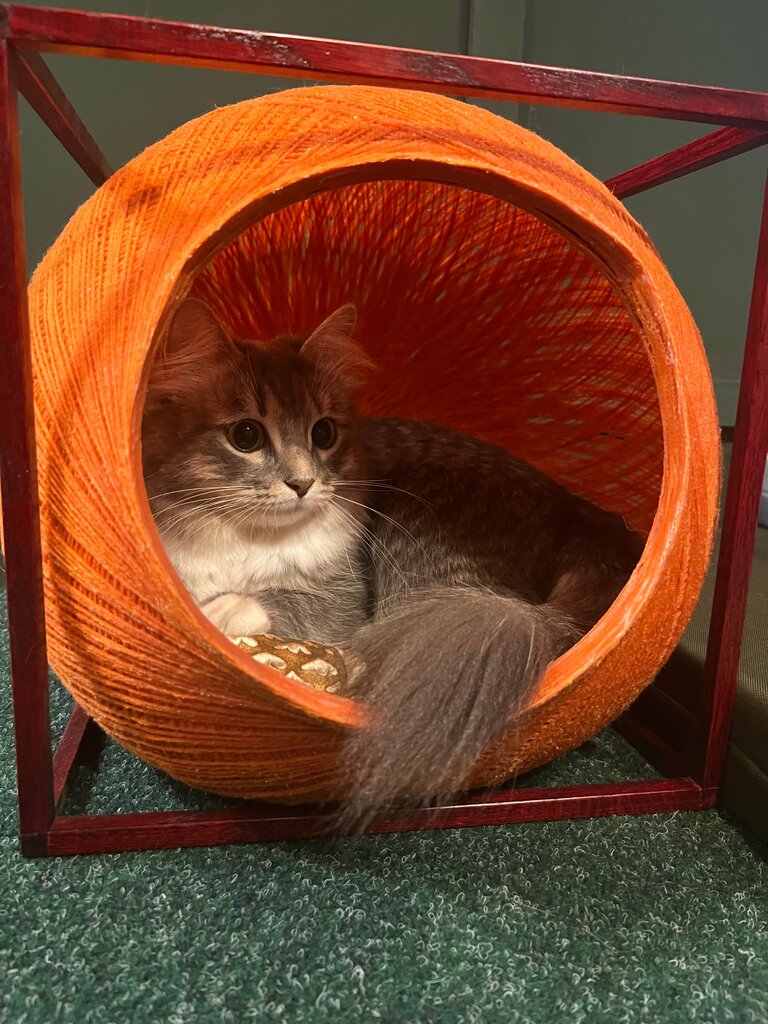 Özel mobilya yapımı Котмосфера, Moskova, foto