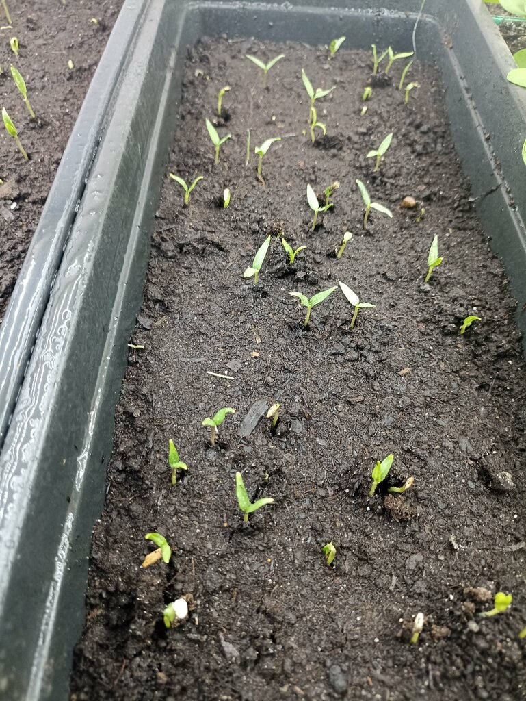 Kültür ve eğlence parkları Молодёжный сквер, Tambovskaya oblastı, foto