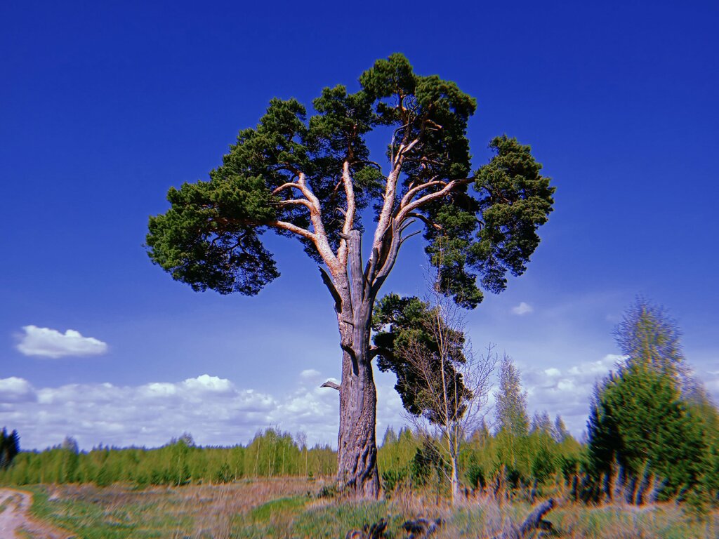 Doğa Дерево любви к жизни, Yaroslavskaya oblastı, foto