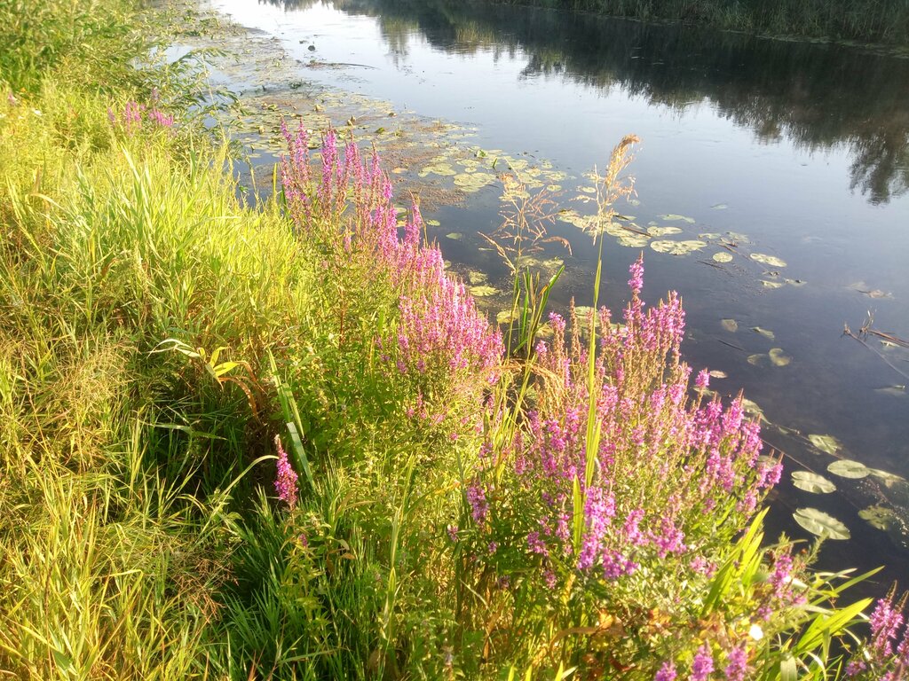 Plaj Пляж, Voronejskaya oblastı, foto