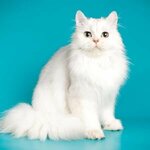 Petzzshop (İstanbul, Maltepe, Cevizli Mah., Koruma Çk. Sok., 5A), petshop  İstanbul'dan