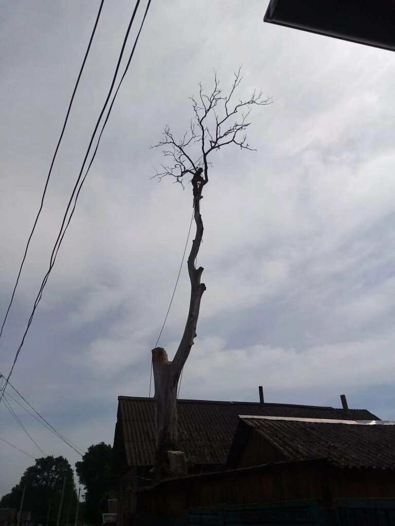 Şehir planlama Служба спиливания деревьев, Klintsy, foto