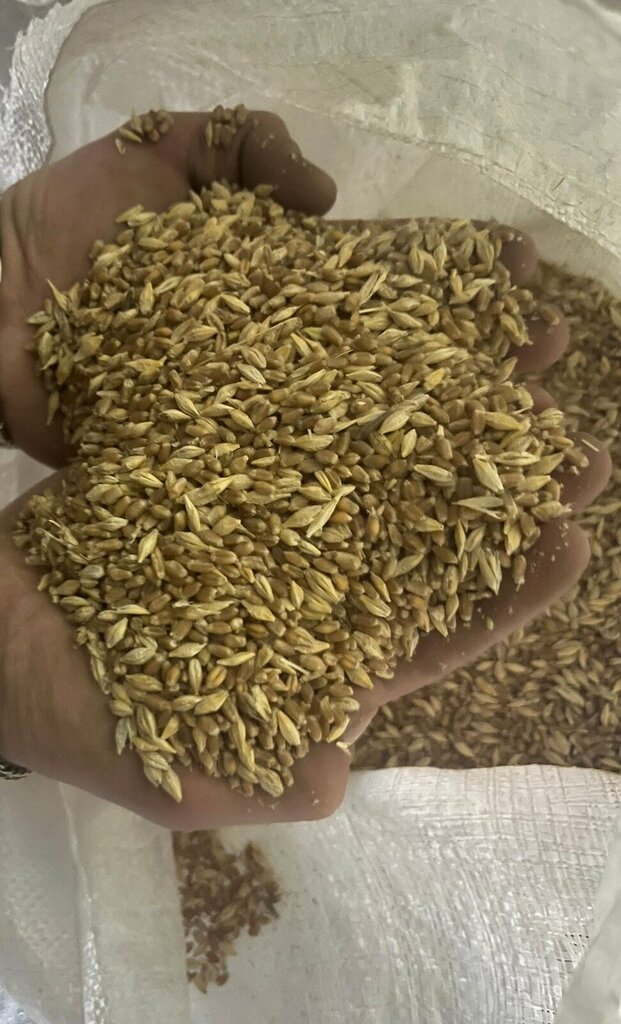 Tahıl firmaları Комбикорма и кормовые добавки, Voronejskaya oblastı, foto