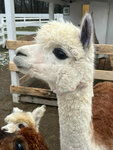 Alpacas (Moscow Region, Shchyolkovo Urban District), hayvan muhafazaları  Moskova ve Moskovskaya oblastından