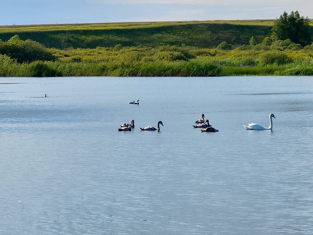 Orman Корёк, Riazanskaya oblastı, foto