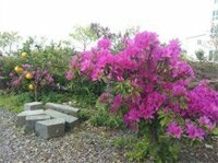 Otel Jeju Bada Wi Olle Pension, Seogwipo, foto