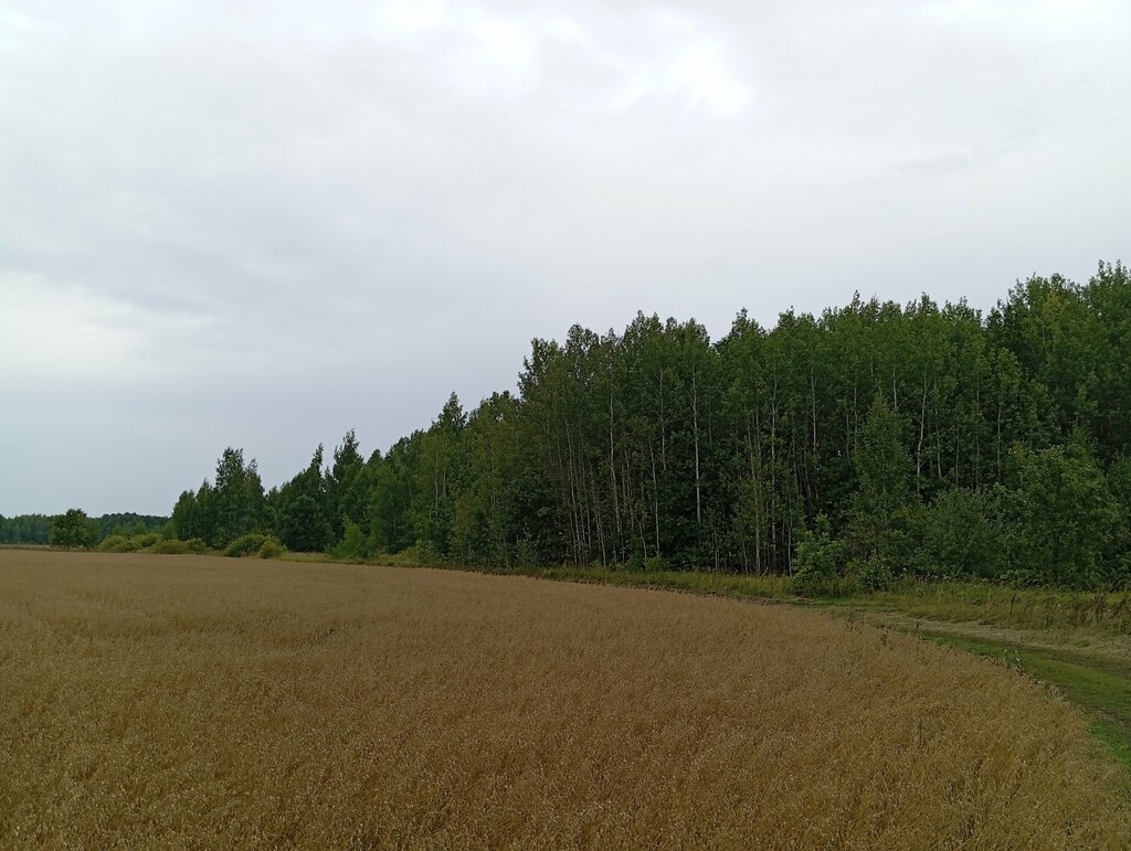 Orman Гулев лес, Mordovya, foto